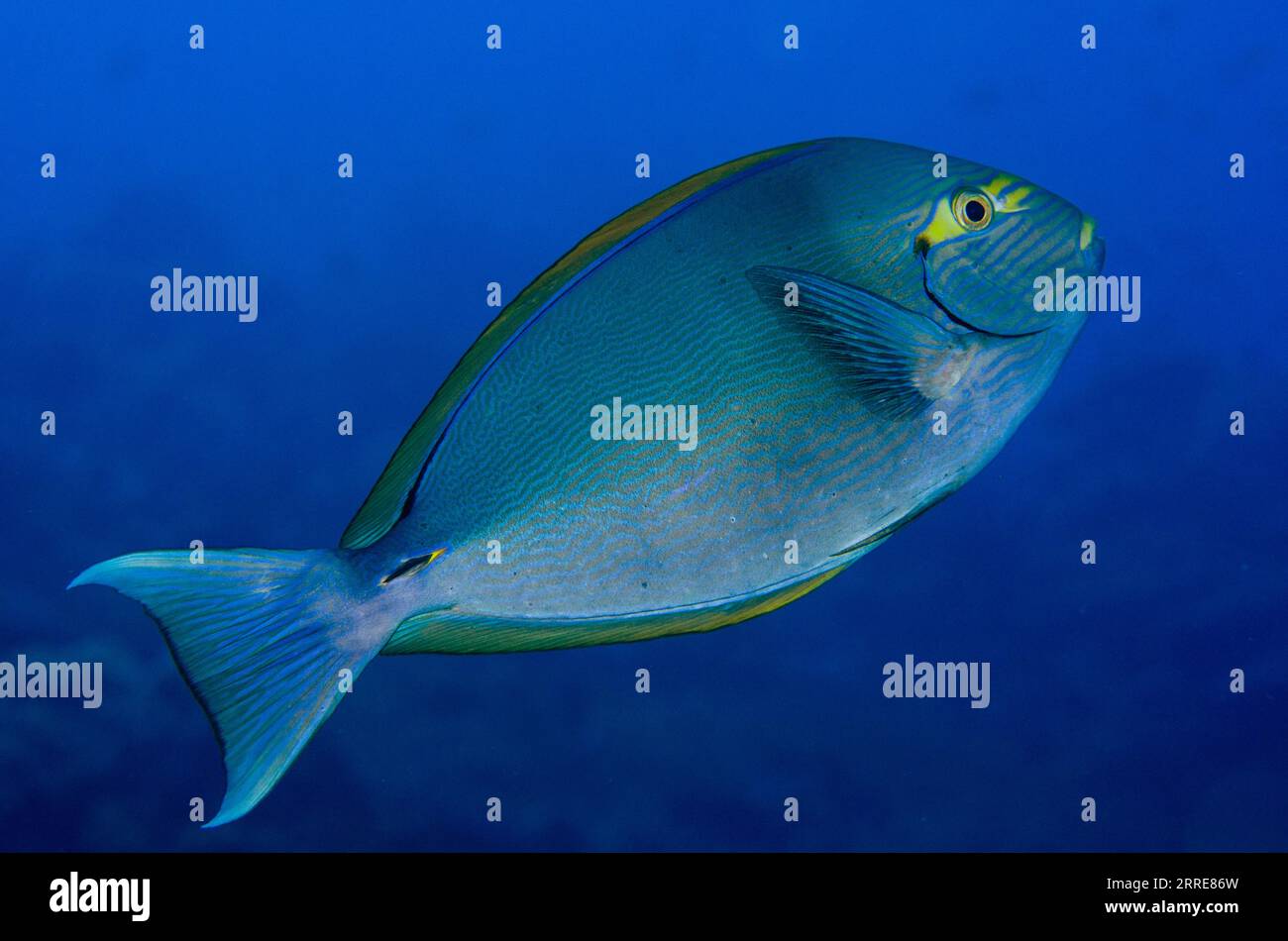 Yellowmask Surgeon, Acanthurus mata, Antichovy dive site, Misool Island ...