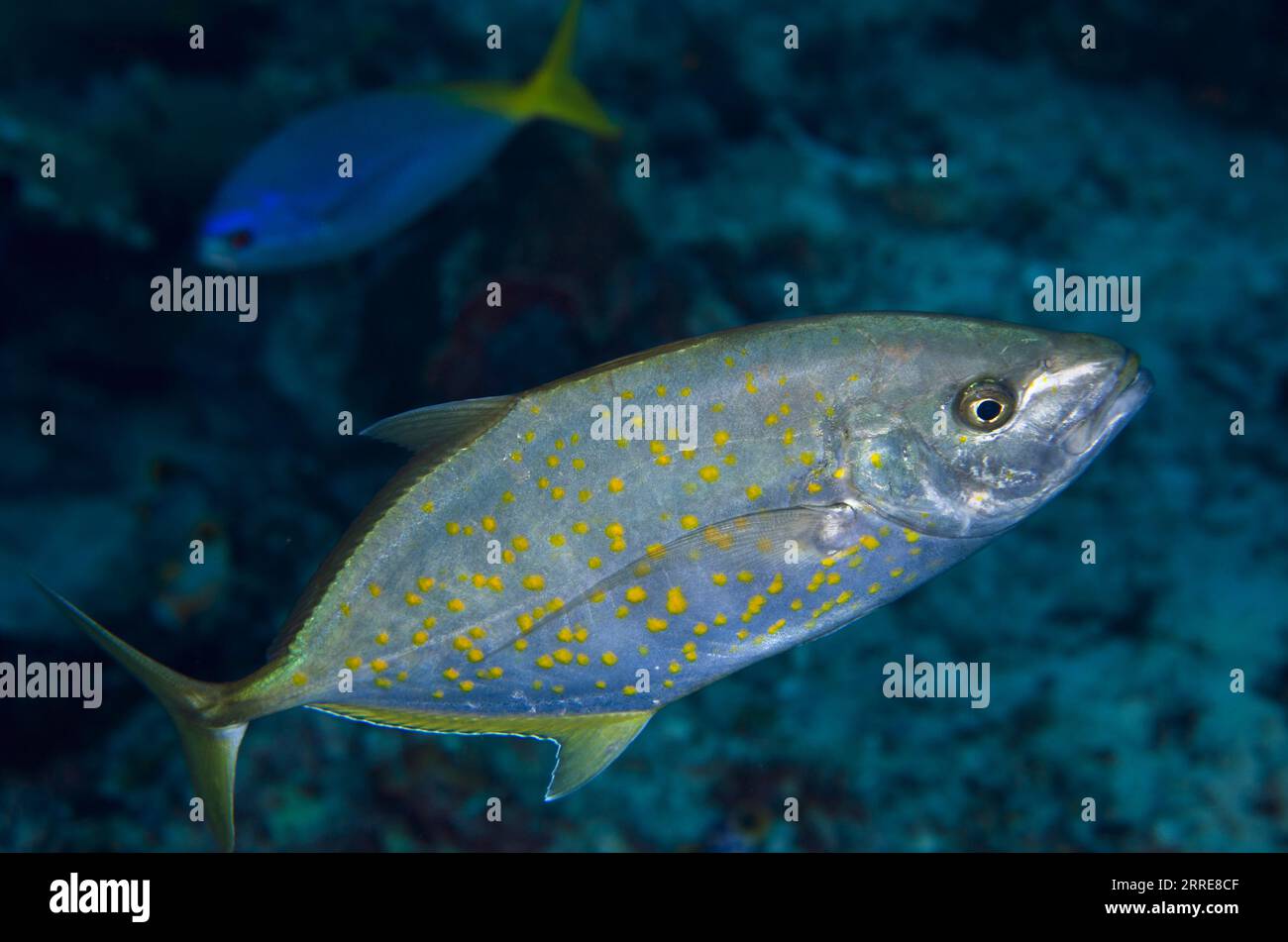 Orange-spotted Trevally, Carangoides bajad, with Fusilier, Caesio sp ...