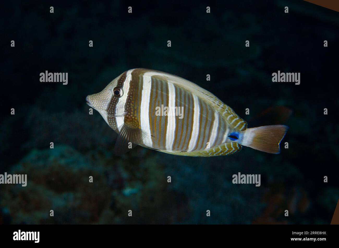 Pacific Sailfin Tang, Zebrasoma velifer, Whale Rock dive site, Misool ...
