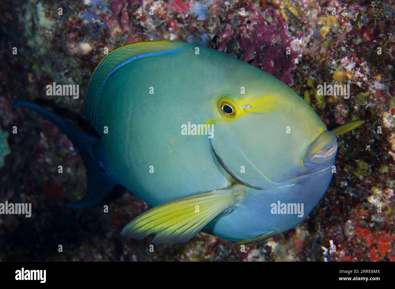 Yellowfin Surgeonfish, Acanthurus xanthopterus, Whale Rock dive site ...