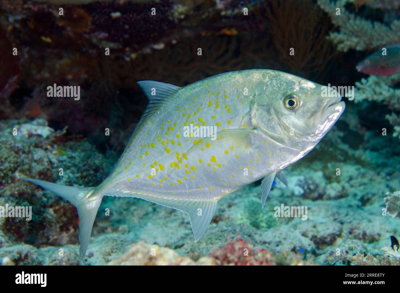 Orange-spotted Trevally, Carangoides bajad, Nudi Rock dive site, Misool ...