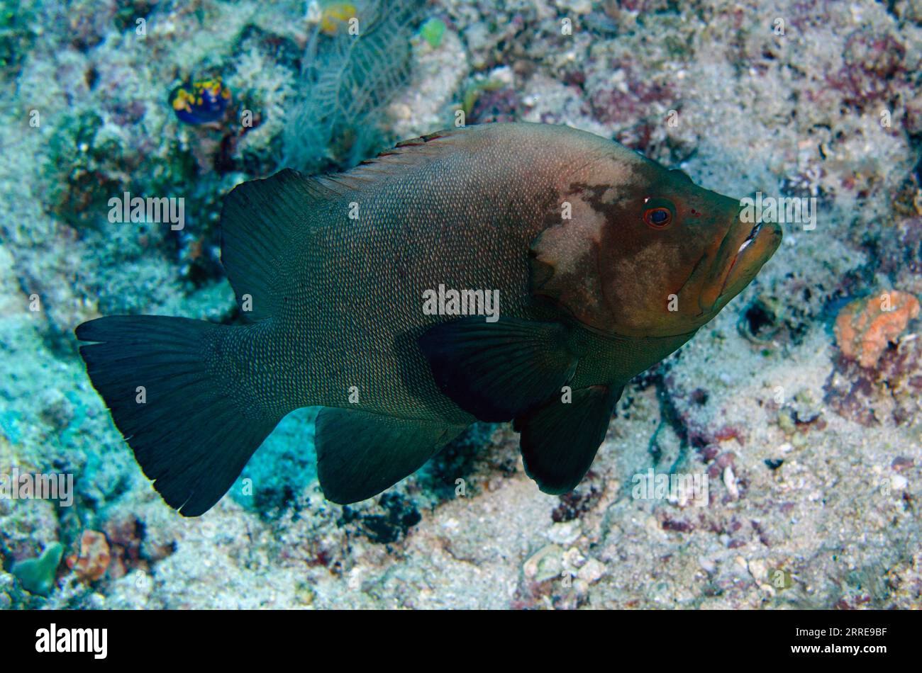 Redmouth Grouper, Aethaloperca rogaa, Nudi Rock dive site, Misool ...