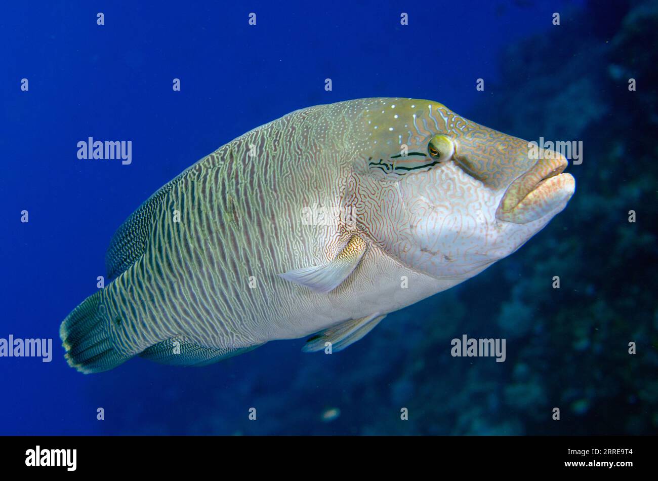 Humphead Wrasse, Cheilinus undulatus, Tank Rock dive site, Misool ...