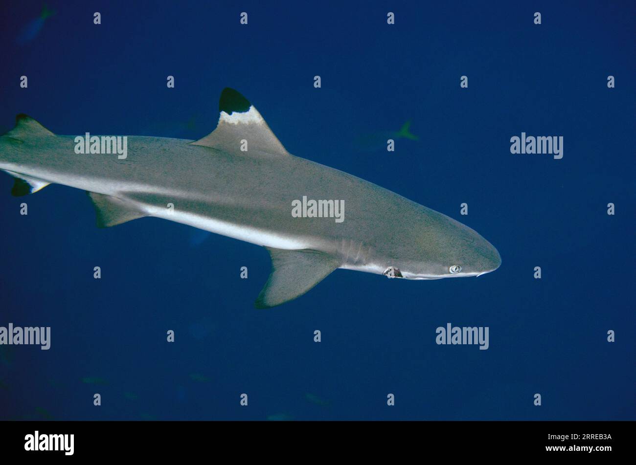Blacktip Reef Shark, Carcharhinus melanopterus, with Fusiliers, Caesio ...