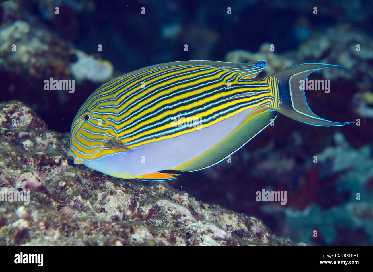 Striped Surgeonfish, Acanthurus lineatus, Boo West dive site, Misool ...