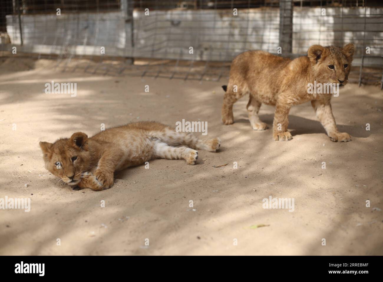 Mideast gaza rafah lion hi-res stock photography and images - Alamy
