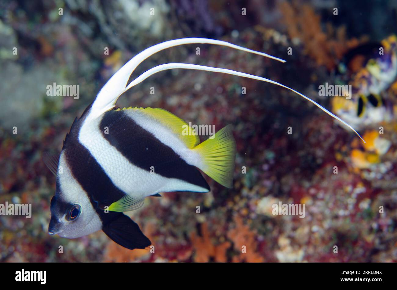 Longfin Bannerfish, Heniochus acuminatus, with long double dorsal fin ...