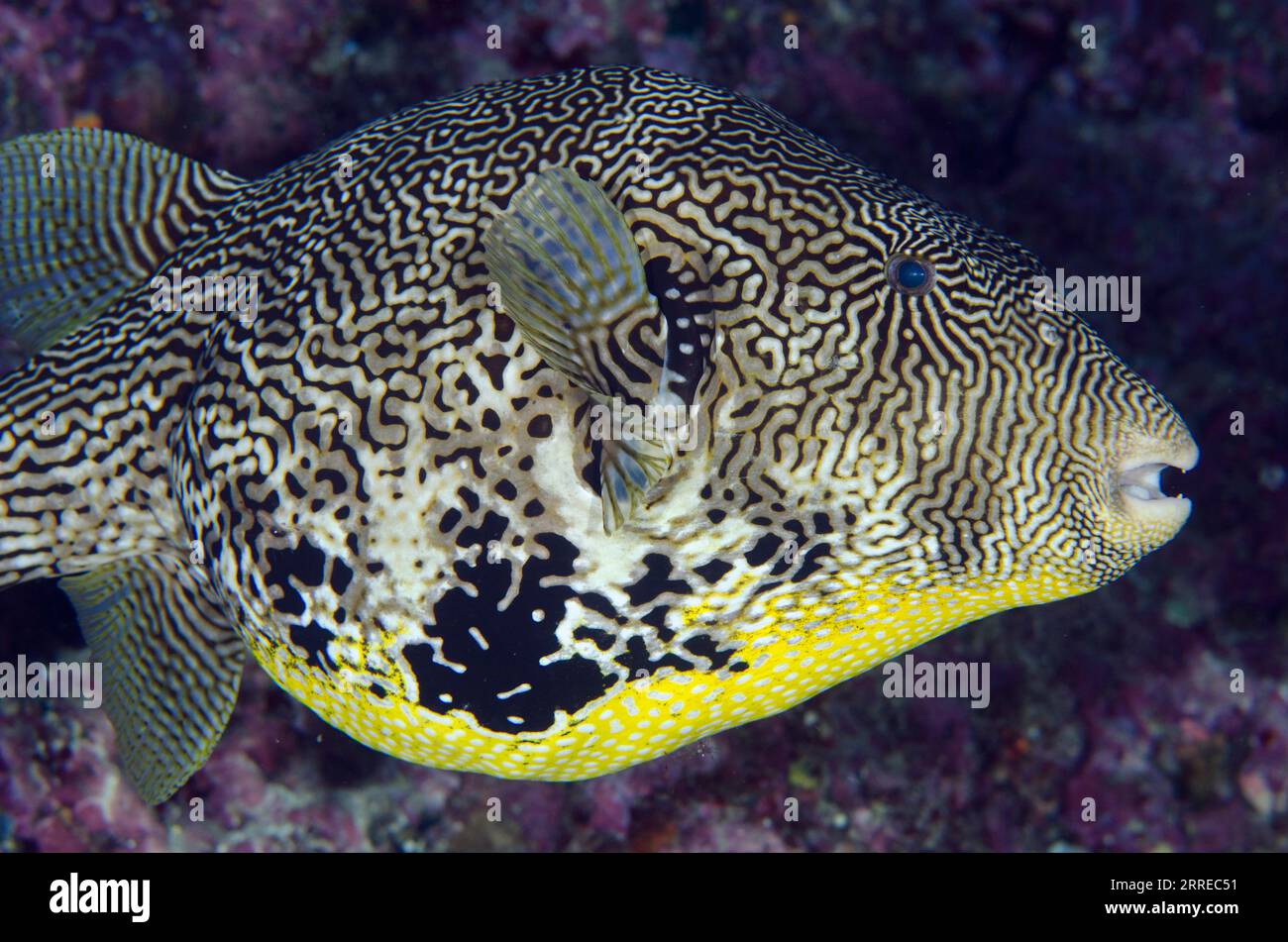 Map Puffer, Arothron mappa, night dive, Boo East dive site, Misool ...