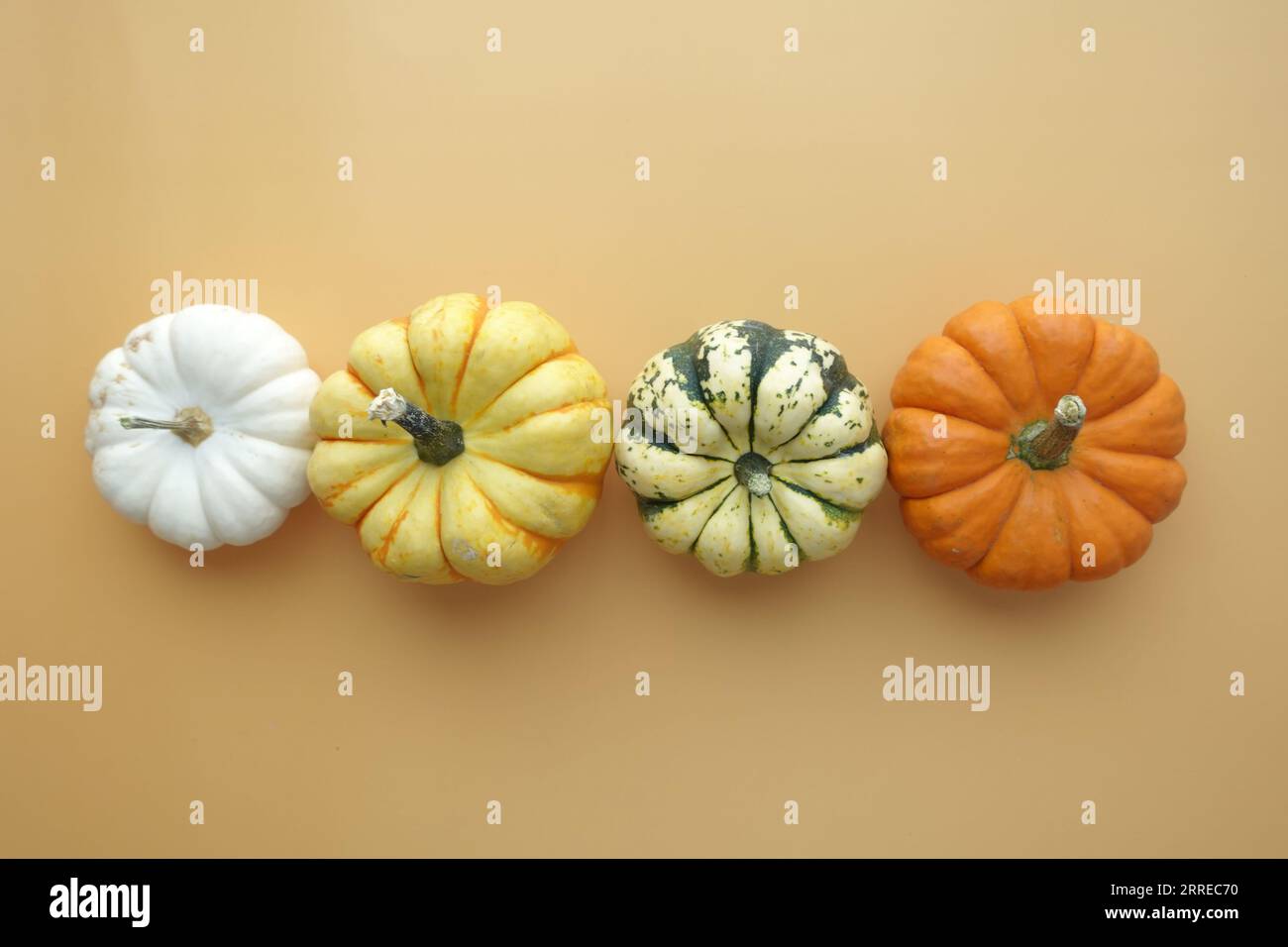 Different Types Of Mini Pumpkins Color Background Stock Photo Alamy different-types-of-mini-pumpkins-color-background-stock-photo-alamy
