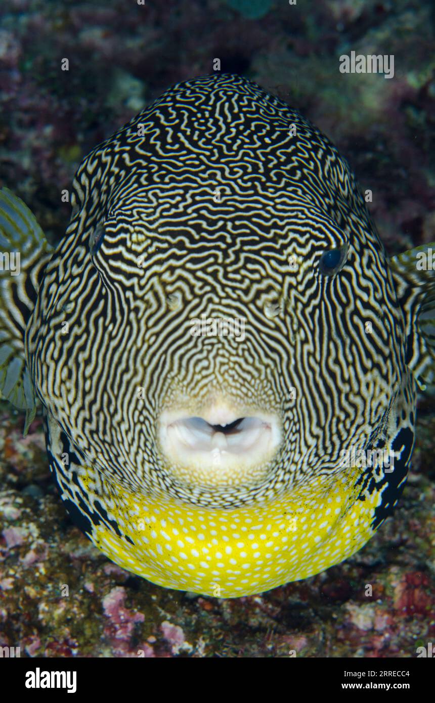 Map Puffer, Arothron mappa, night dive, Boo East dive site, Misool ...