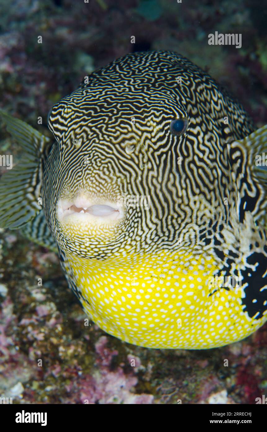 Map Puffer, Arothron mappa, night dive, Boo East dive site, Misool ...