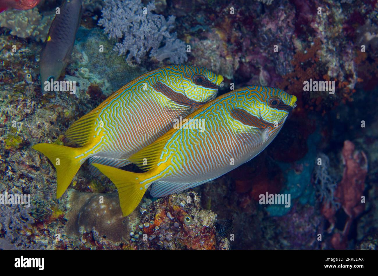 Pair of Barred Rabbitfish, Siganus doliatus, Boo Window dive site ...