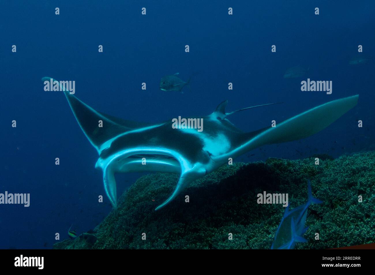 Giant Oceanic Manta Ray, Mobula birostris, classified as Endangered ...