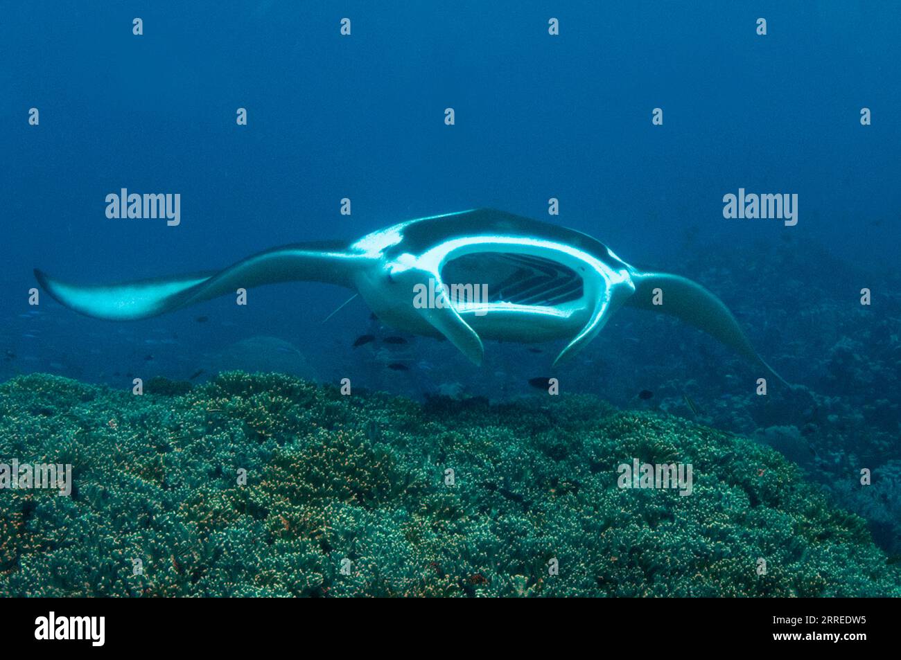 Giant Oceanic Manta Ray, Mobula birostris, classified as Endangered ...