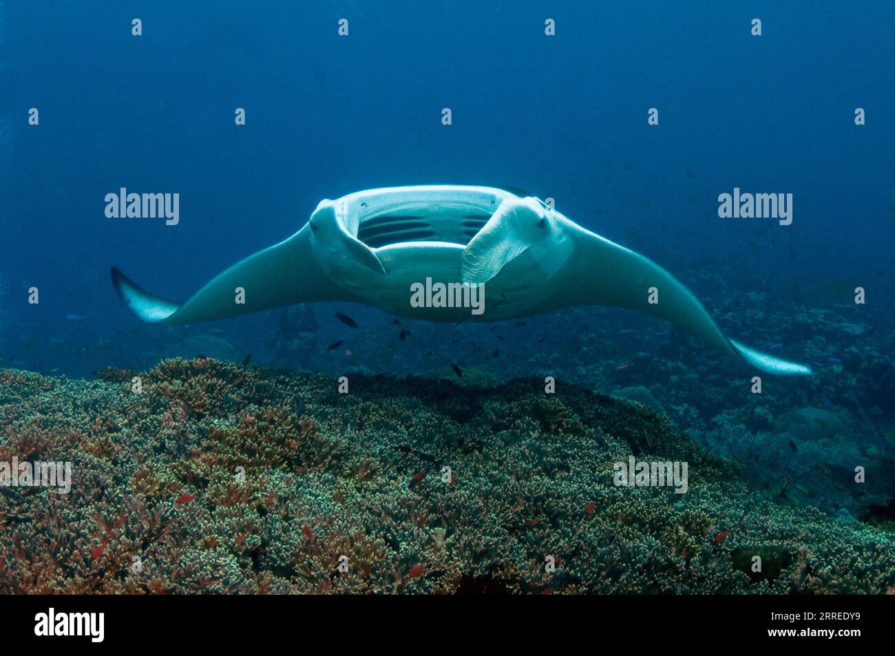 Giant Oceanic Manta Ray, Mobula birostris, classified as Endangered ...
