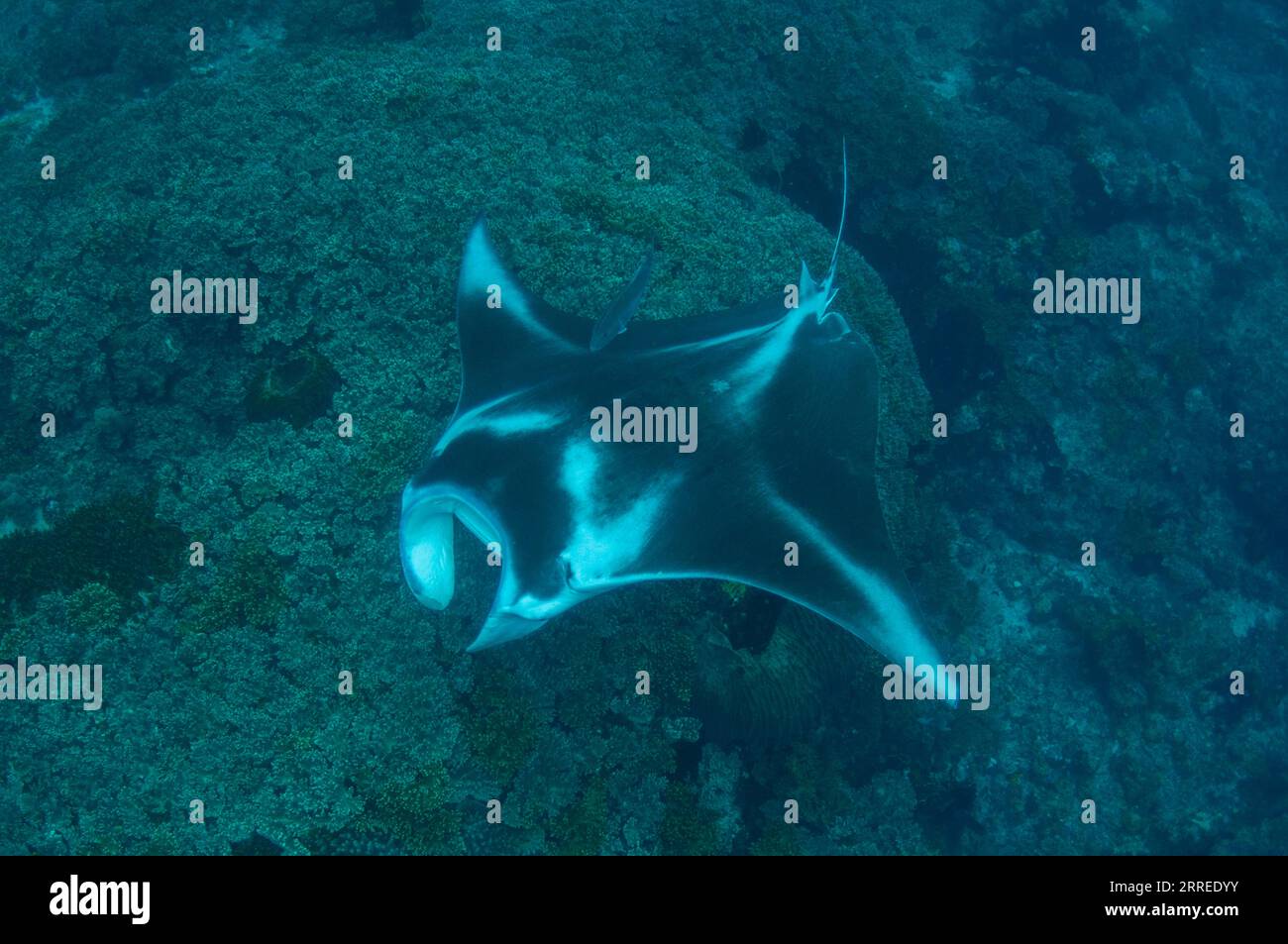 Giant Oceanic Manta Ray, Mobula birostris, classified as Endangered ...