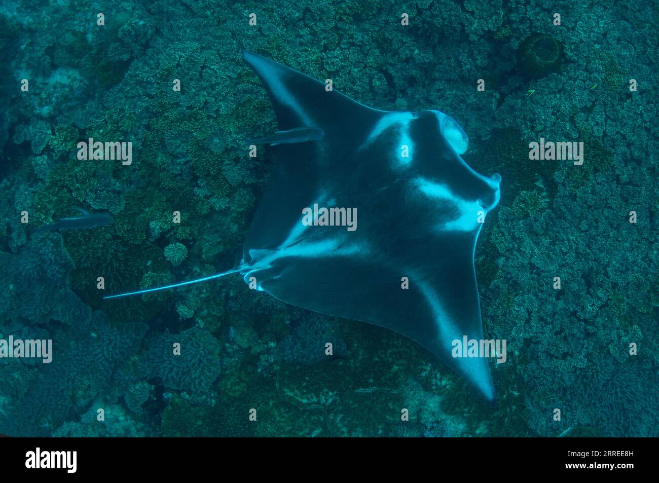 Giant Oceanic Manta Ray, Mobula birostris, classified as Endangered ...
