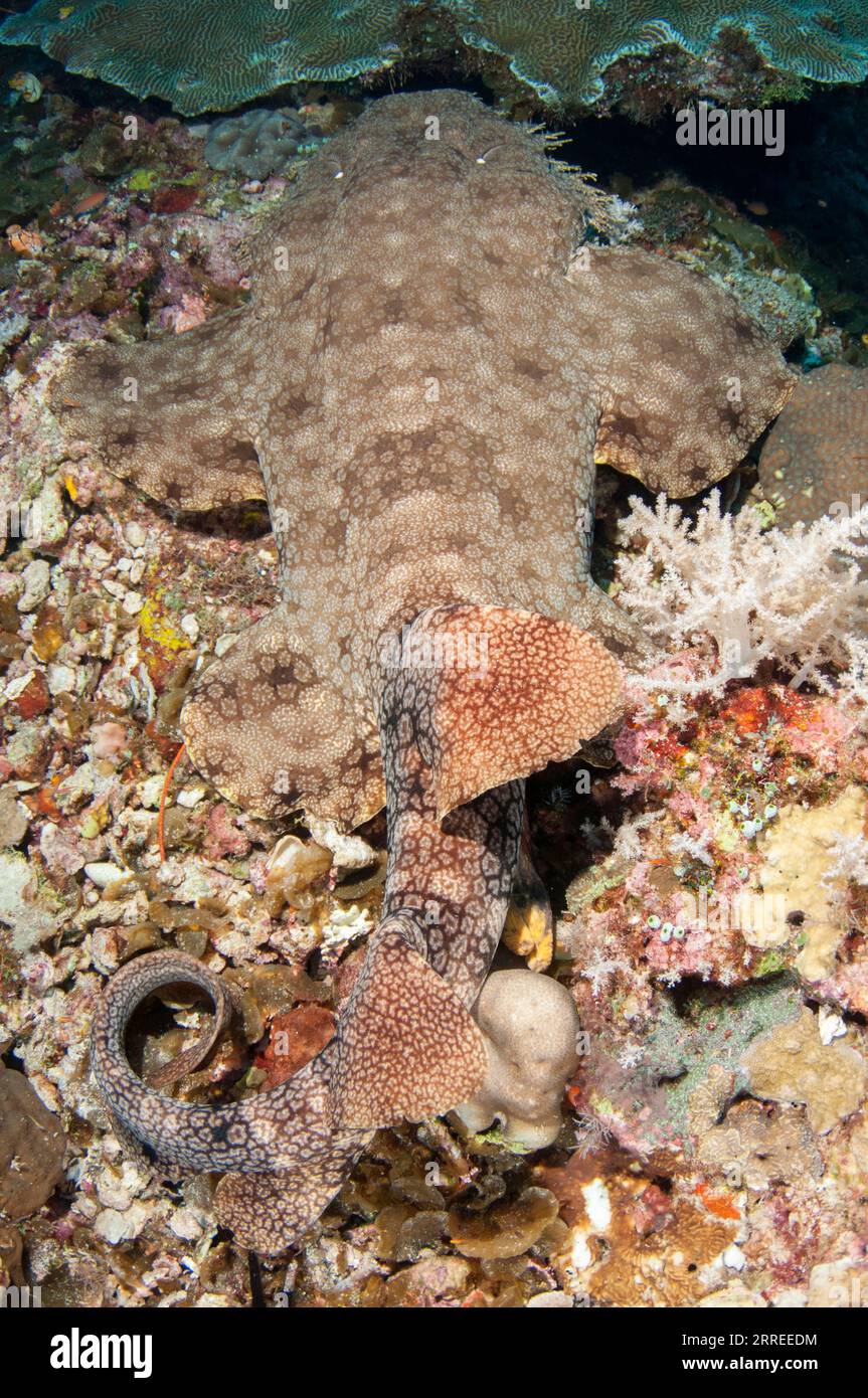 Tasselled Wobbegong Shark, Eucrossorhinus dasypogon, Magic Mountain ...