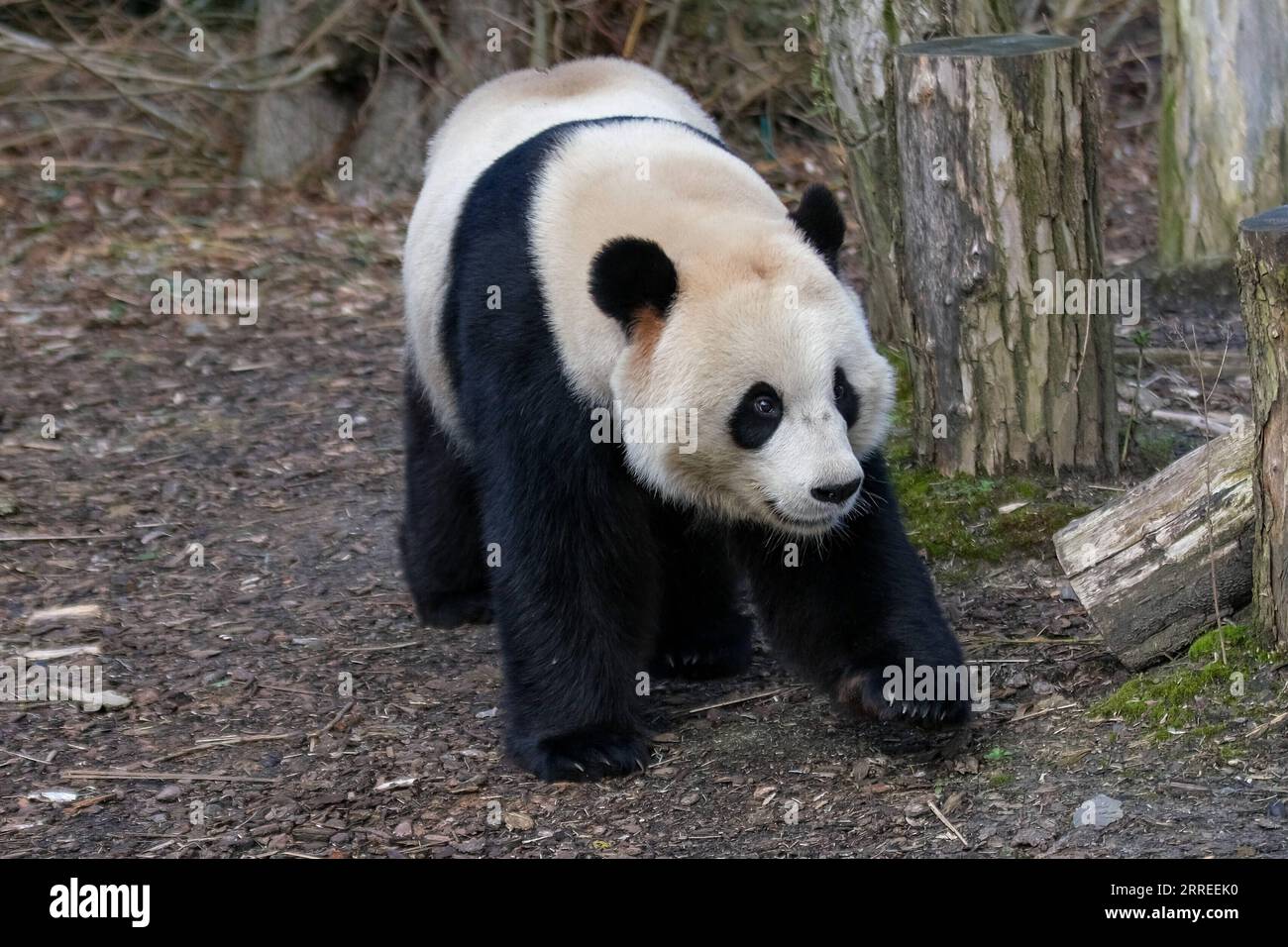 220224 -- BRUGELETTE, Feb. 24, 2022 -- Giant panda Tian Bao walks at ...