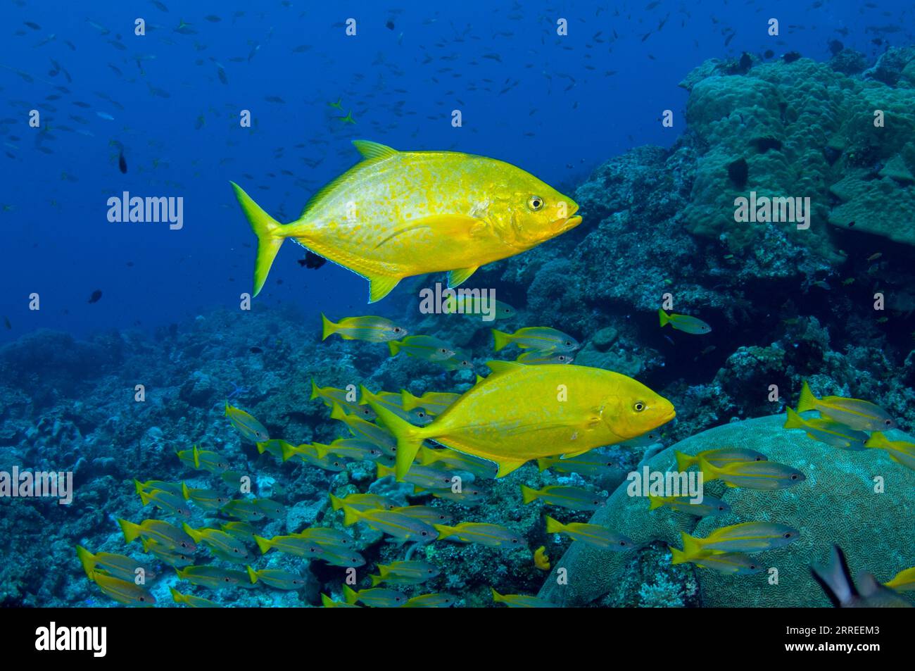Pair of Orange-spotted Trevallies, Carangoides bajad, with school of ...