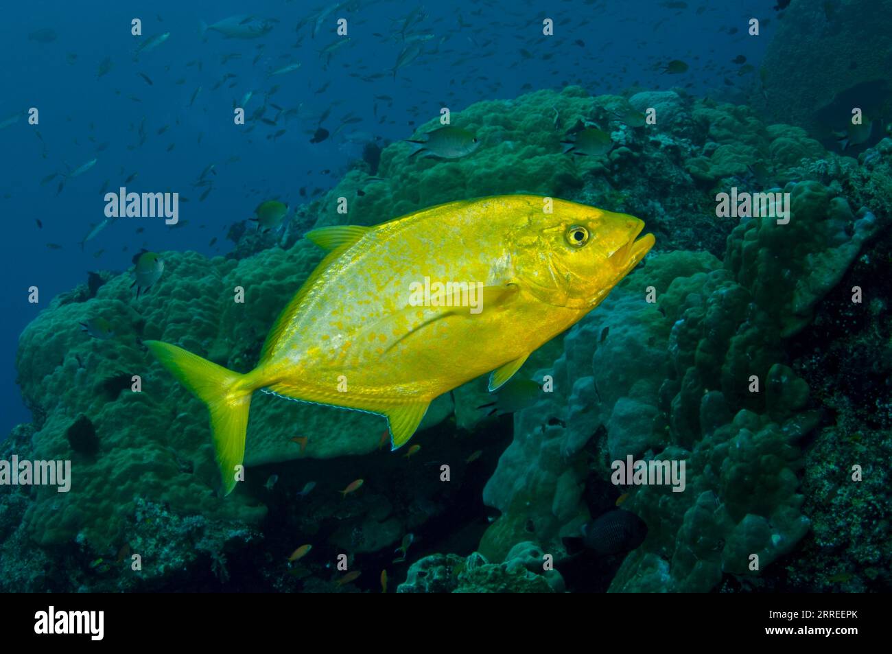 Orange-spotted Trevally, Carangoides bajad, Magic Mountain dive site ...