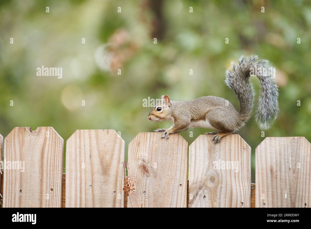 Grey squirrel behavior hi-res stock photography and images - Alamy
