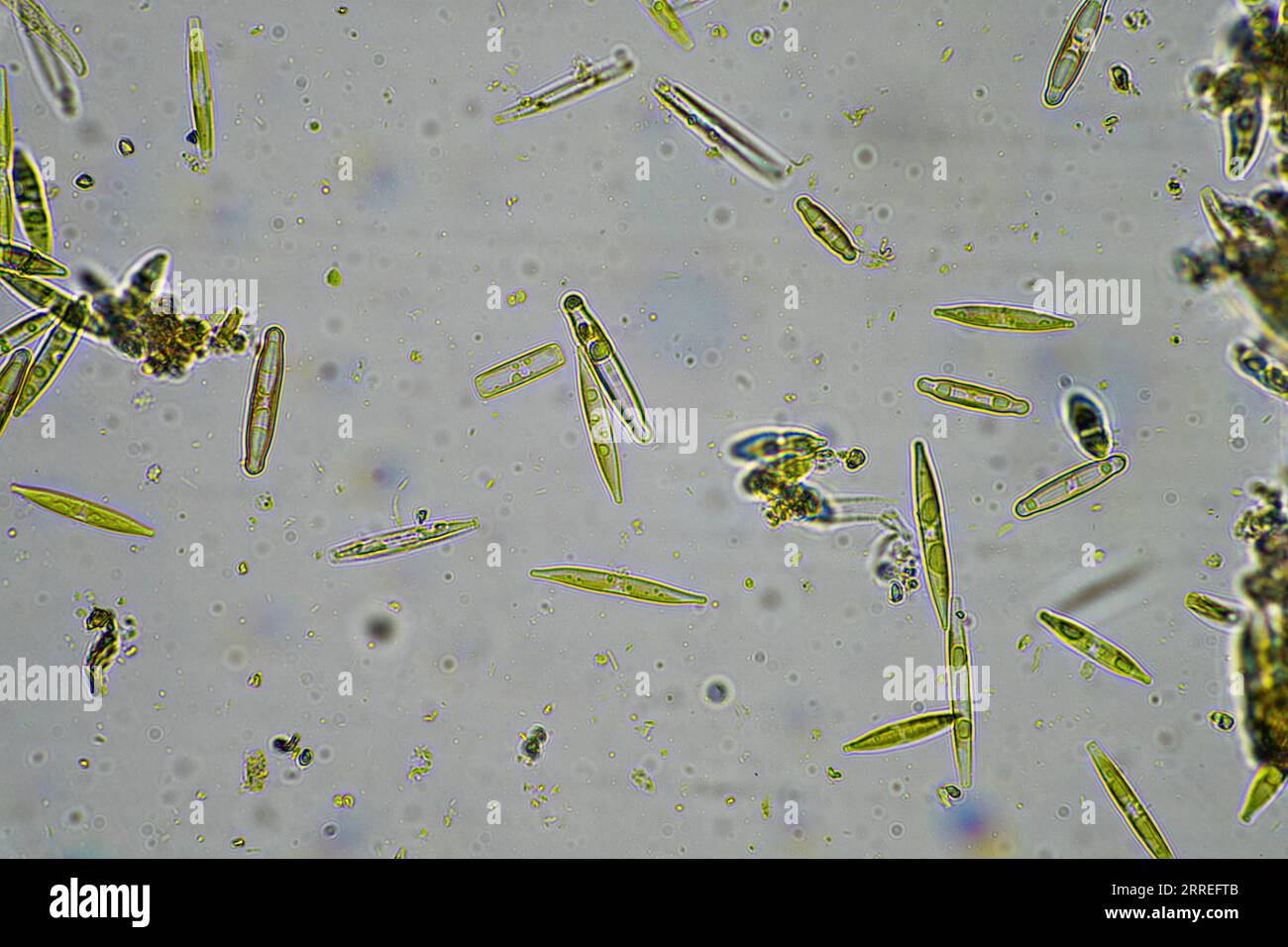 Water under microscope hi-res stock photography and images - Alamy