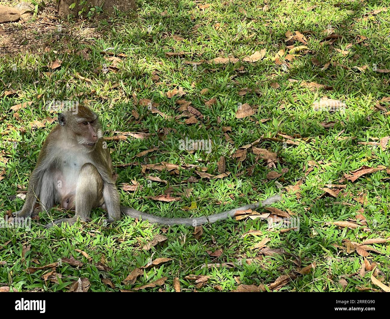 Long tailed macaques research hi-res stock photography and images - Alamy