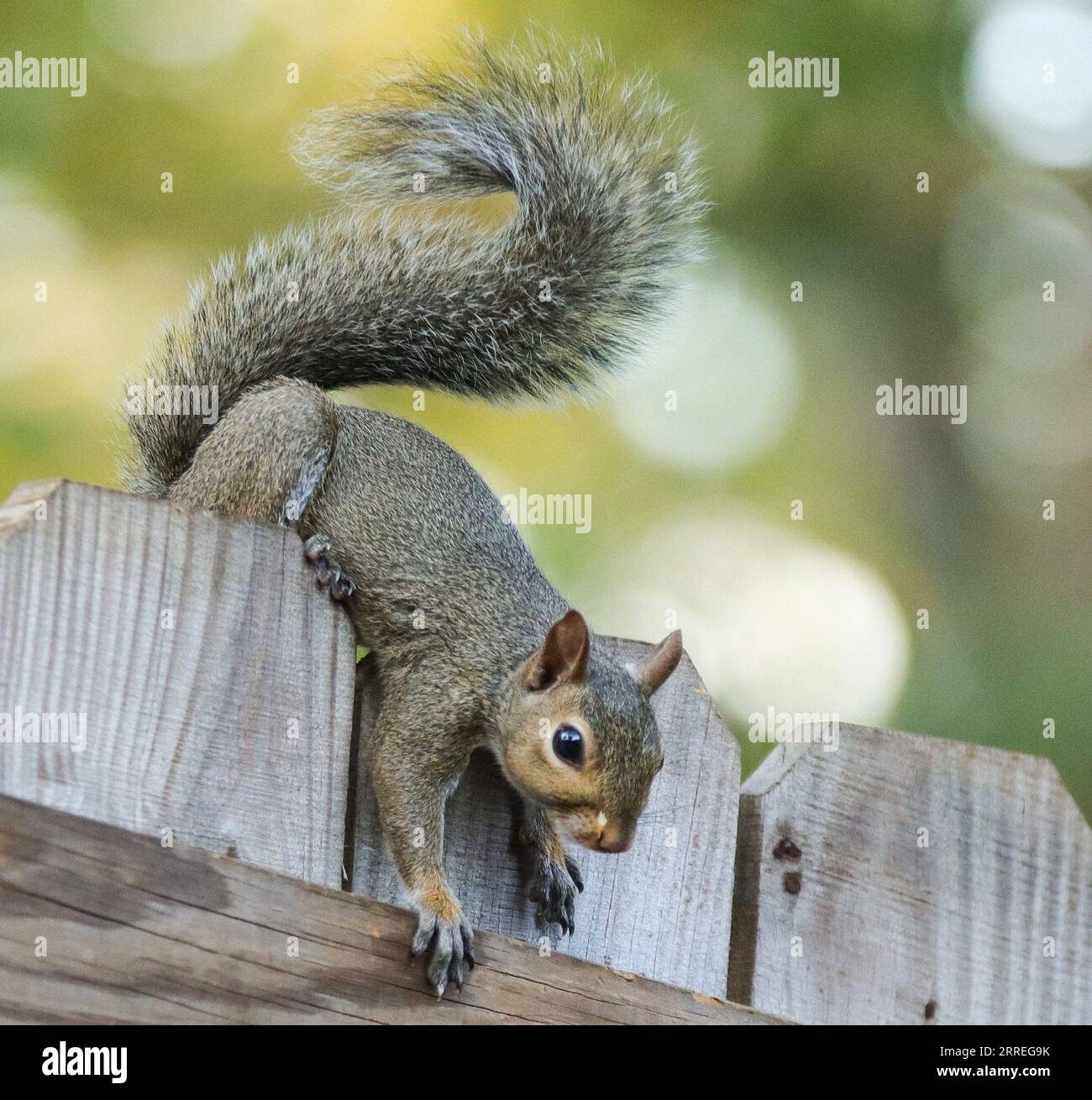 Grey squirrel running trees hi-res stock photography and images - Alamy