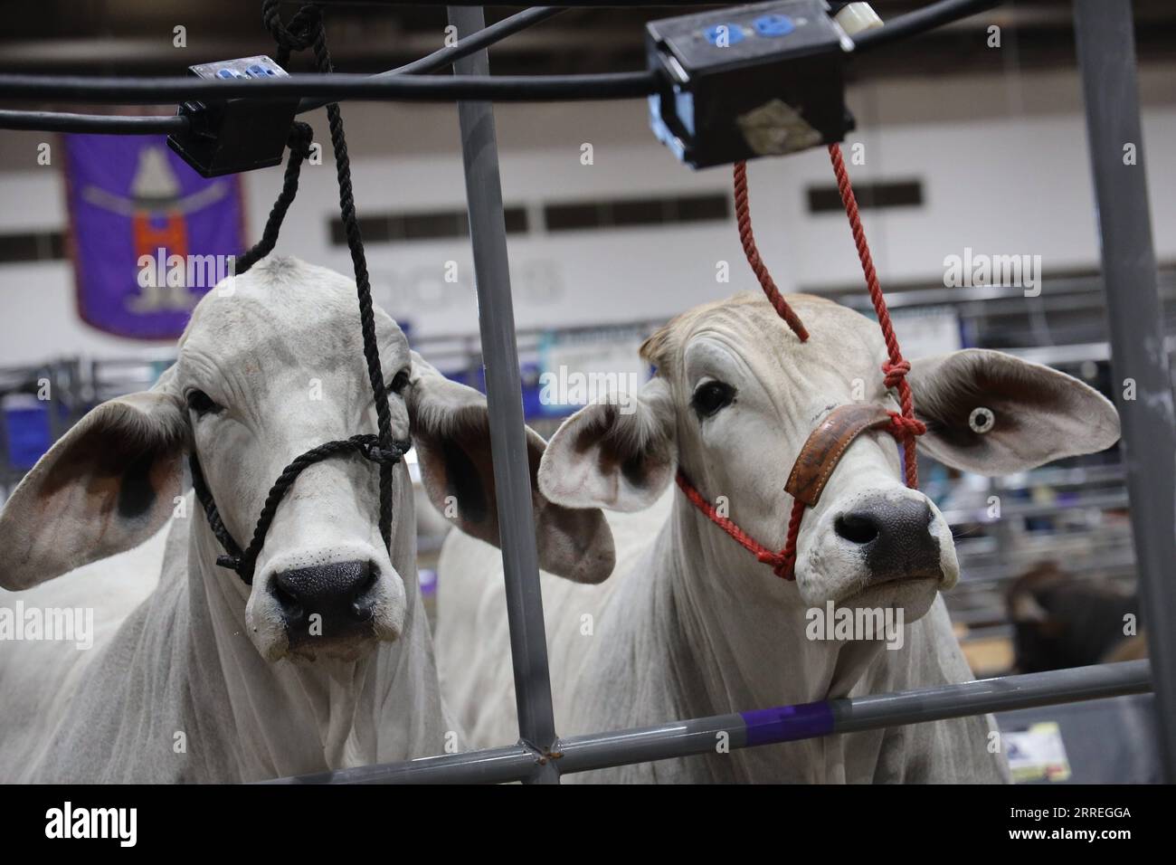 Houston livestock and rodeo 2022 hi-res stock photography and images ...