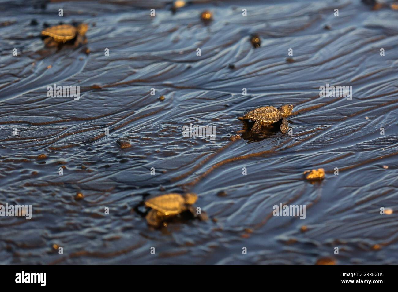 220301 -- CAVITE PROVINCE, March 1, 2022 -- Olive ridley sea turtle ...