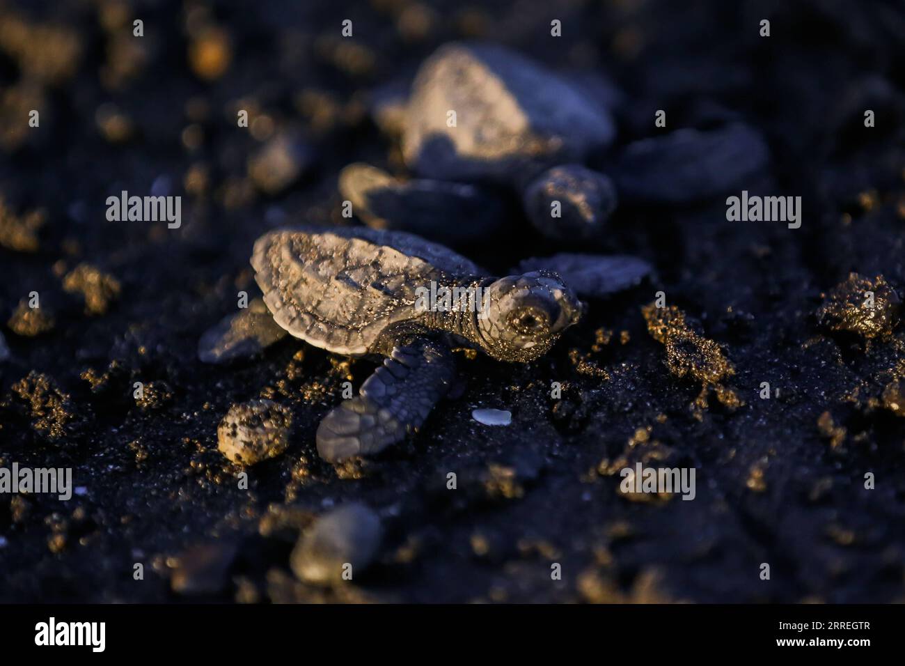220301 -- CAVITE PROVINCE, March 1, 2022 -- Olive ridley sea turtle ...