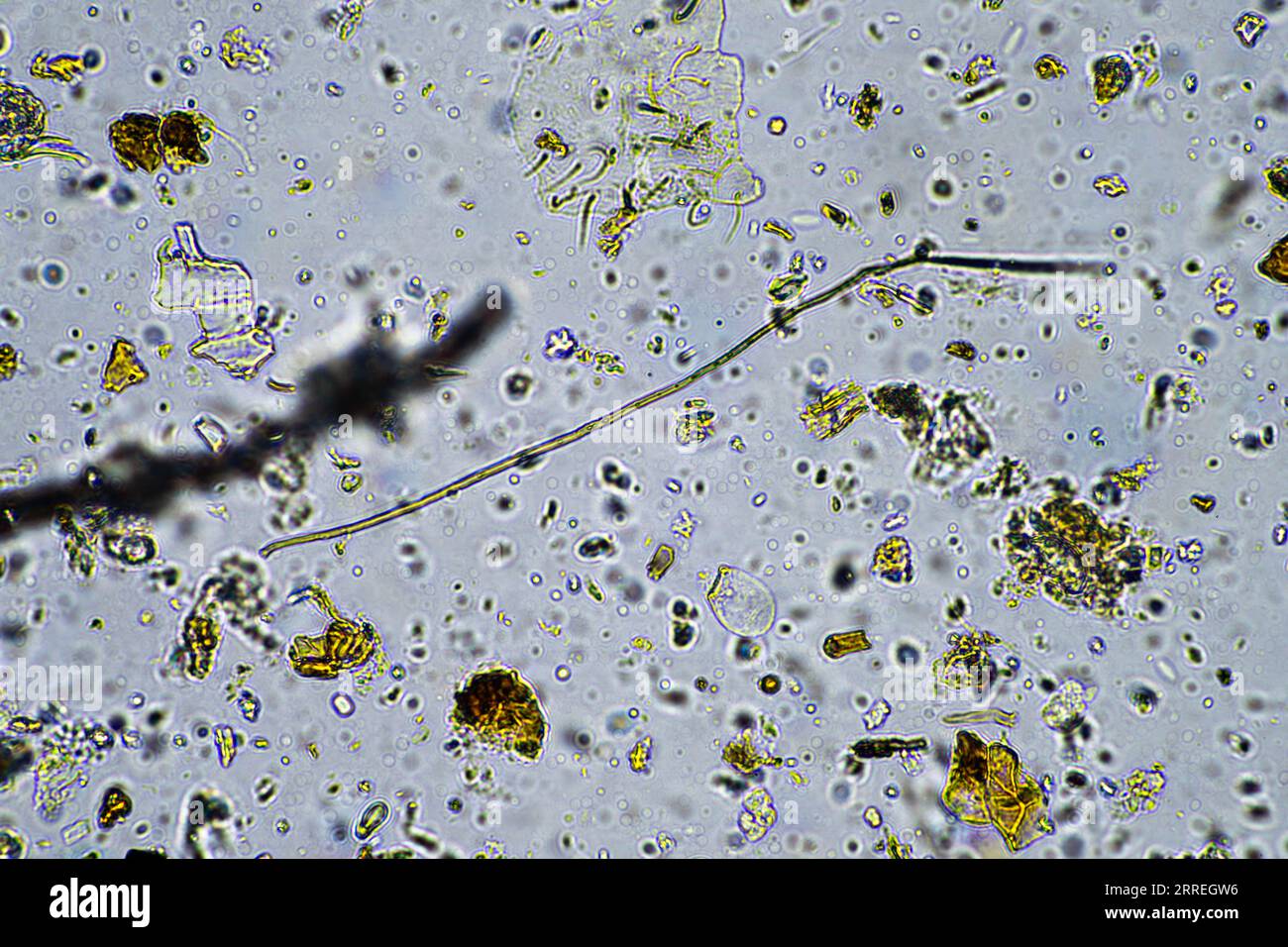 Soil life microscope hi-res stock photography and images - Alamy