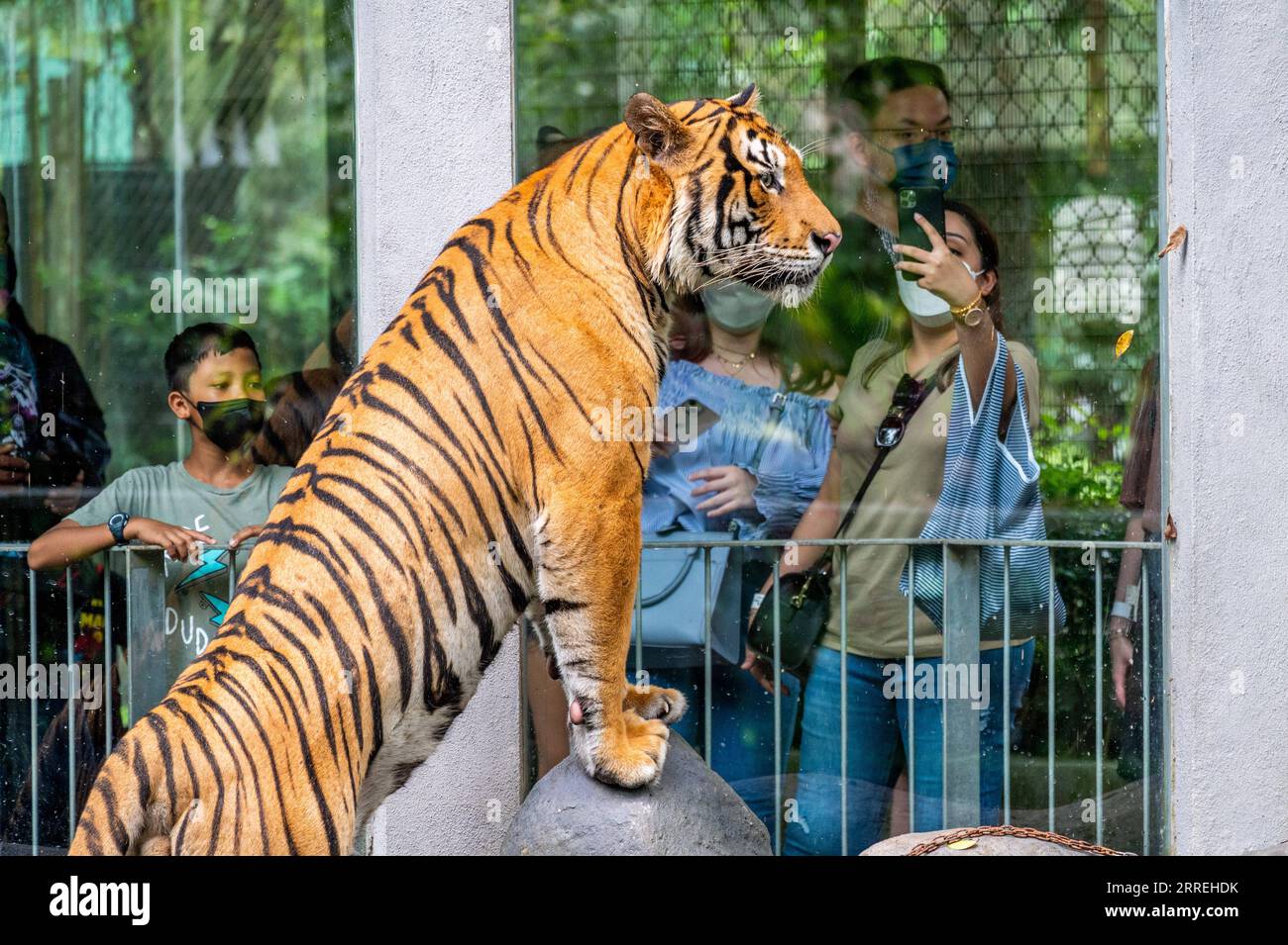 220302 -- KUALA LUMPUR, March 2, 2022 -- Wira, a Malayan tiger, looks ...