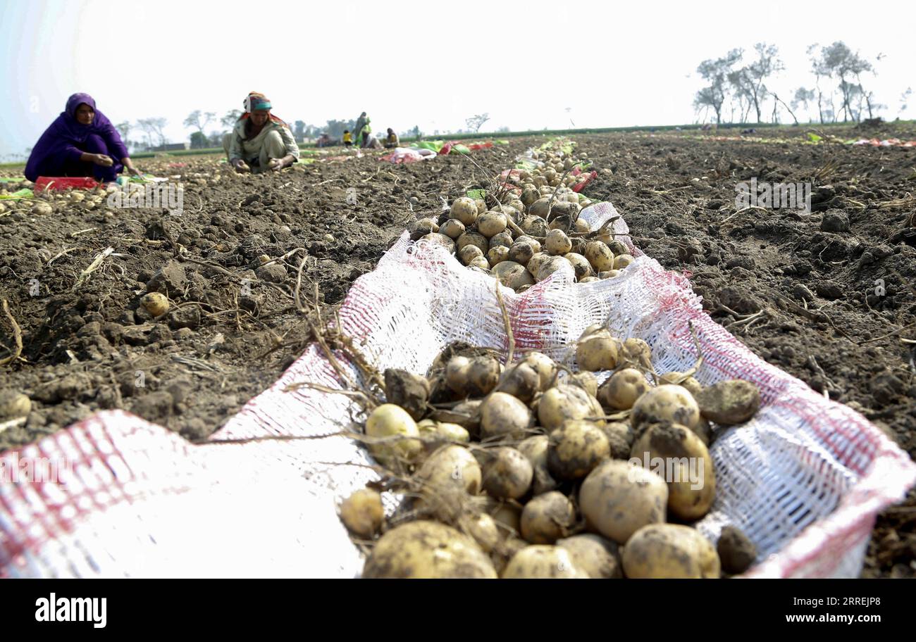 220304 -- PAKPATTAN PAKISTAN, March 4, 2022 -- Farmers harvest potatoes ...