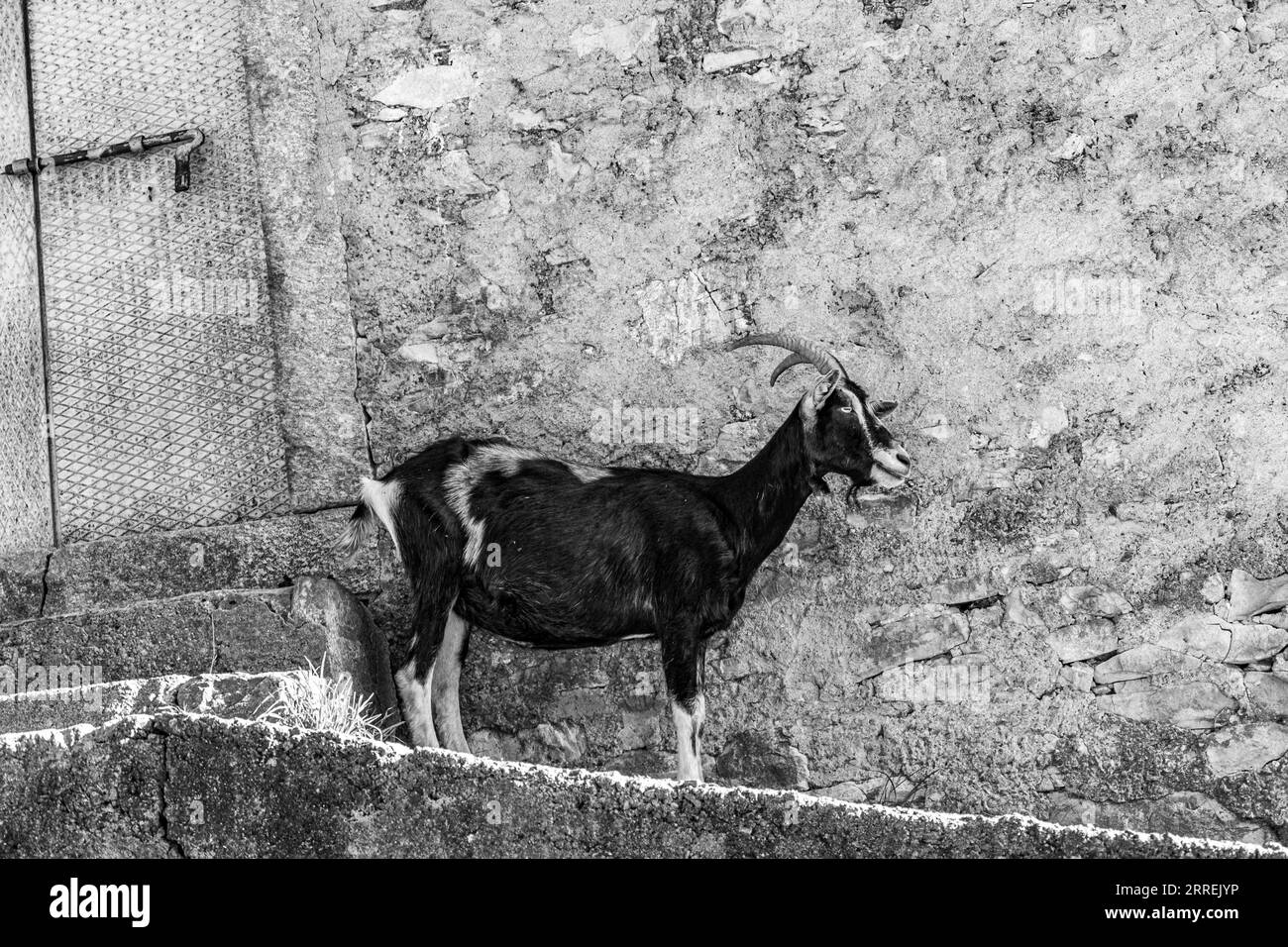 Black and white photograph of a goat standing on a stone staircase ...