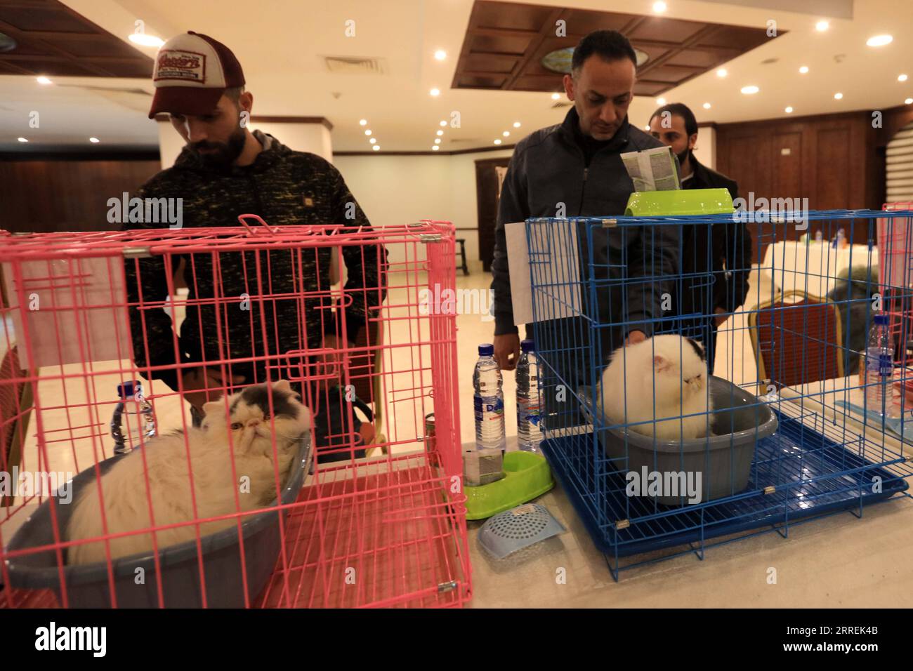 220305 -- AMMAN, March 5, 2022 -- People look at cats during a cat ...