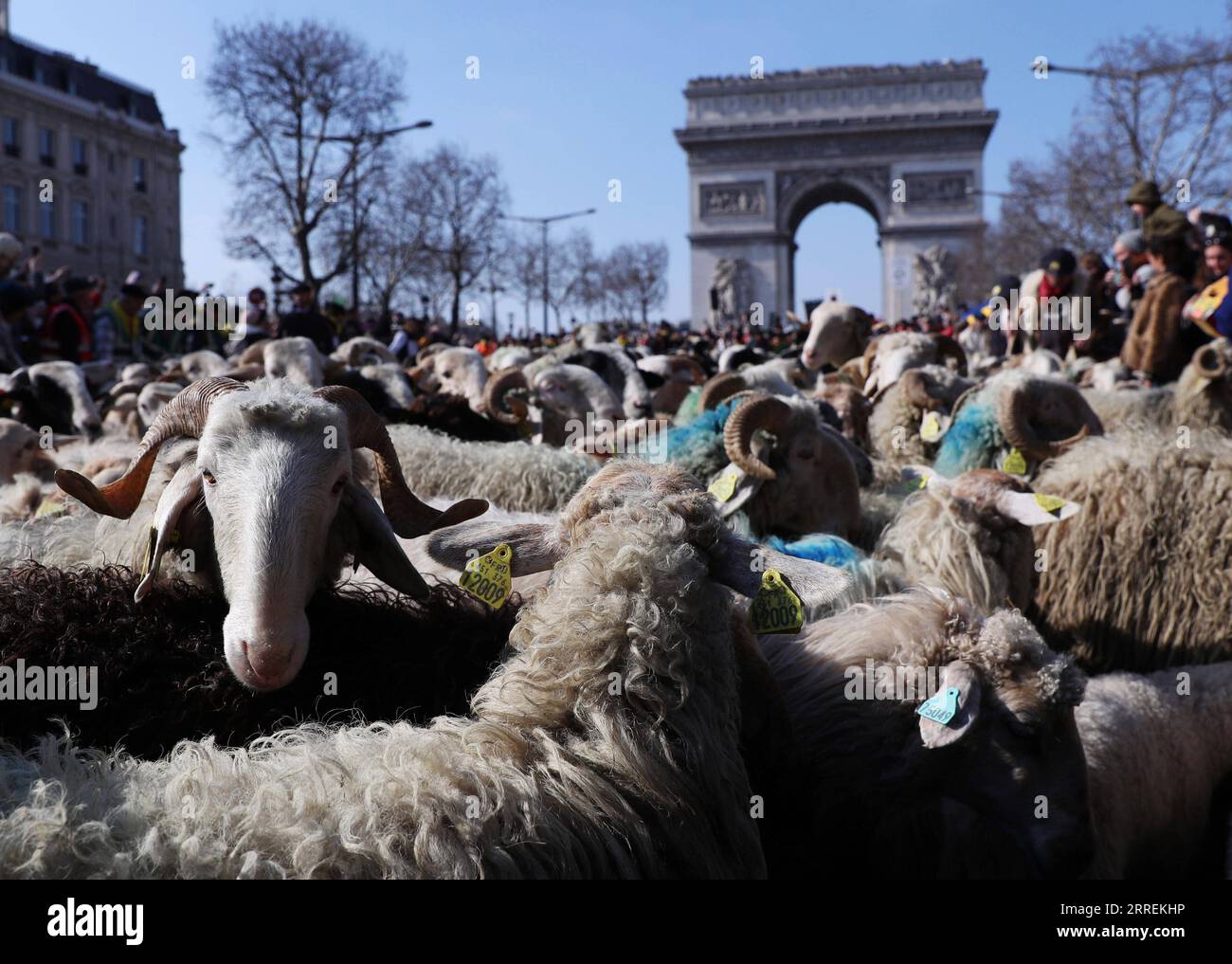 220307 -- PARIS, March 7, 2022 -- A total of 2022 sheep parade on the ...