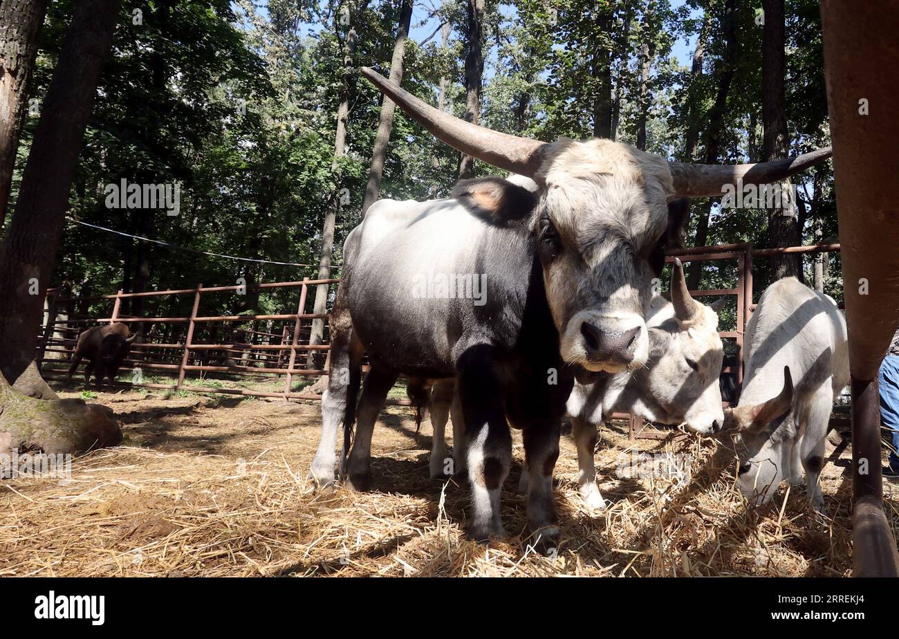 Non Exclusive: LISNE, UKRAINE - SEPTEMBER 6, 2023 - Hungarian Grey cows ...