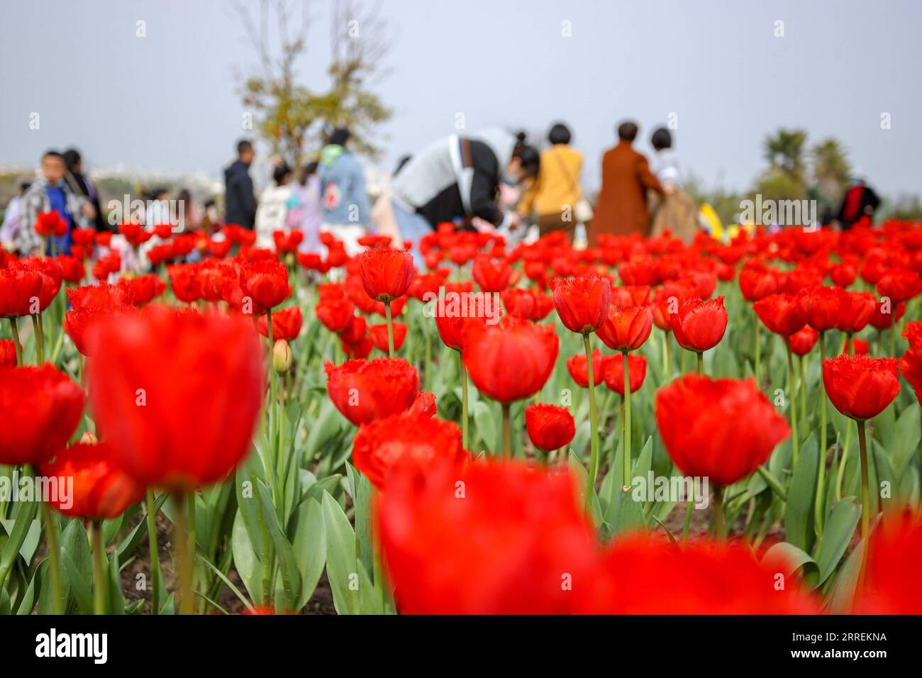 Liuxchangsong hi-res stock photography and images - Alamy
