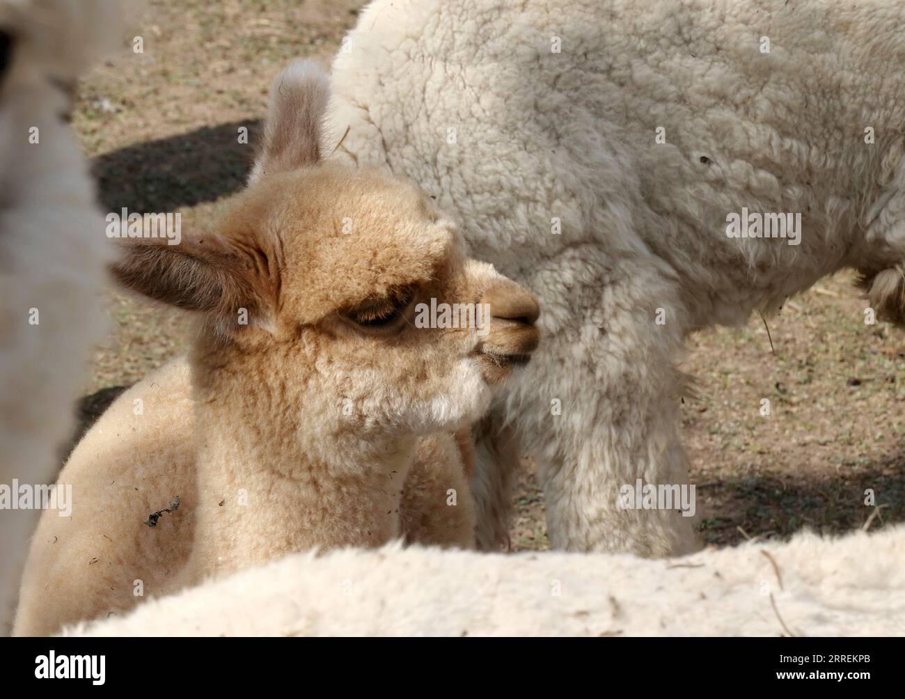 Non Exclusive: LISNE, UKRAINE - SEPTEMBER 6, 2023 - A baby alpaca lives ...