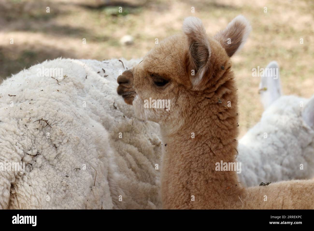 Non Exclusive: LISNE, UKRAINE - SEPTEMBER 6, 2023 - A baby alpaca lives ...