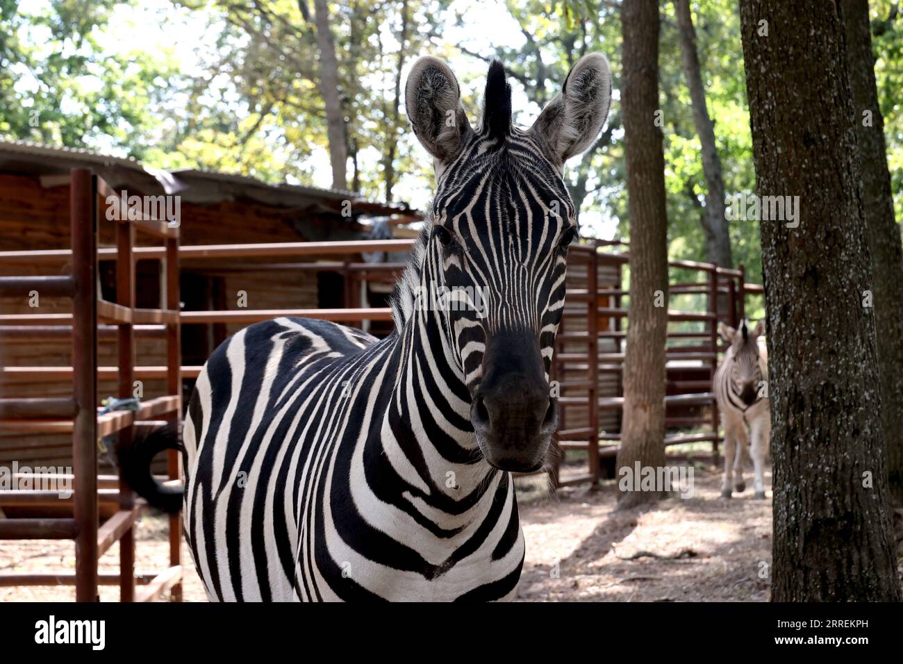 Non Exclusive: LISNE, UKRAINE - SEPTEMBER 6, 2023 - A zebra is pictured ...