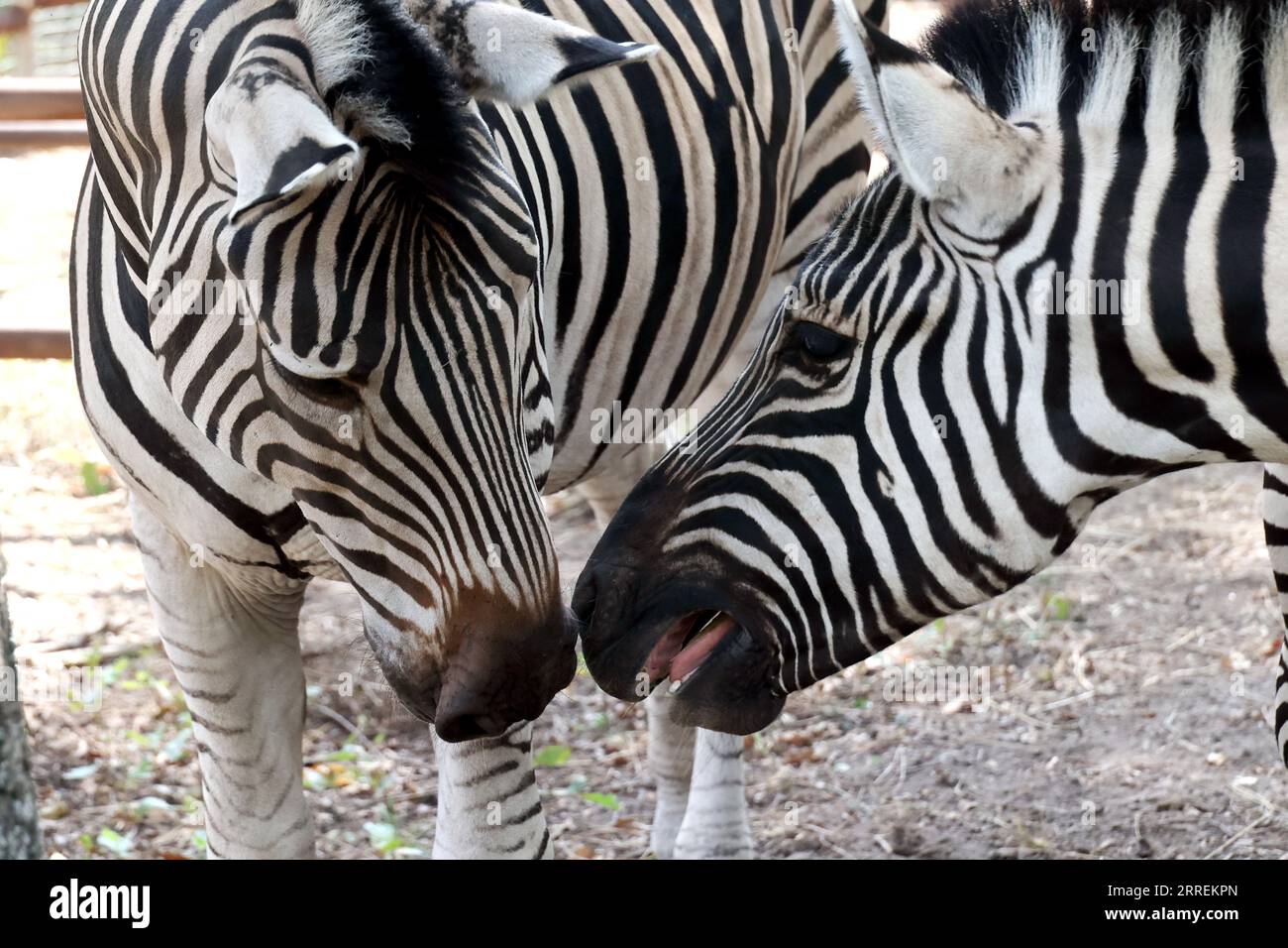Non Exclusive: LISNE, UKRAINE - SEPTEMBER 6, 2023 - Zebras are pictured ...