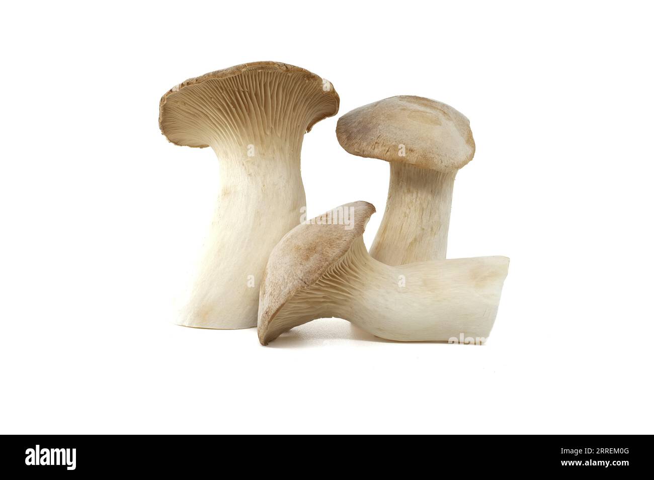Pleurotus eryngii mushroom isolated on white background, also known as ...