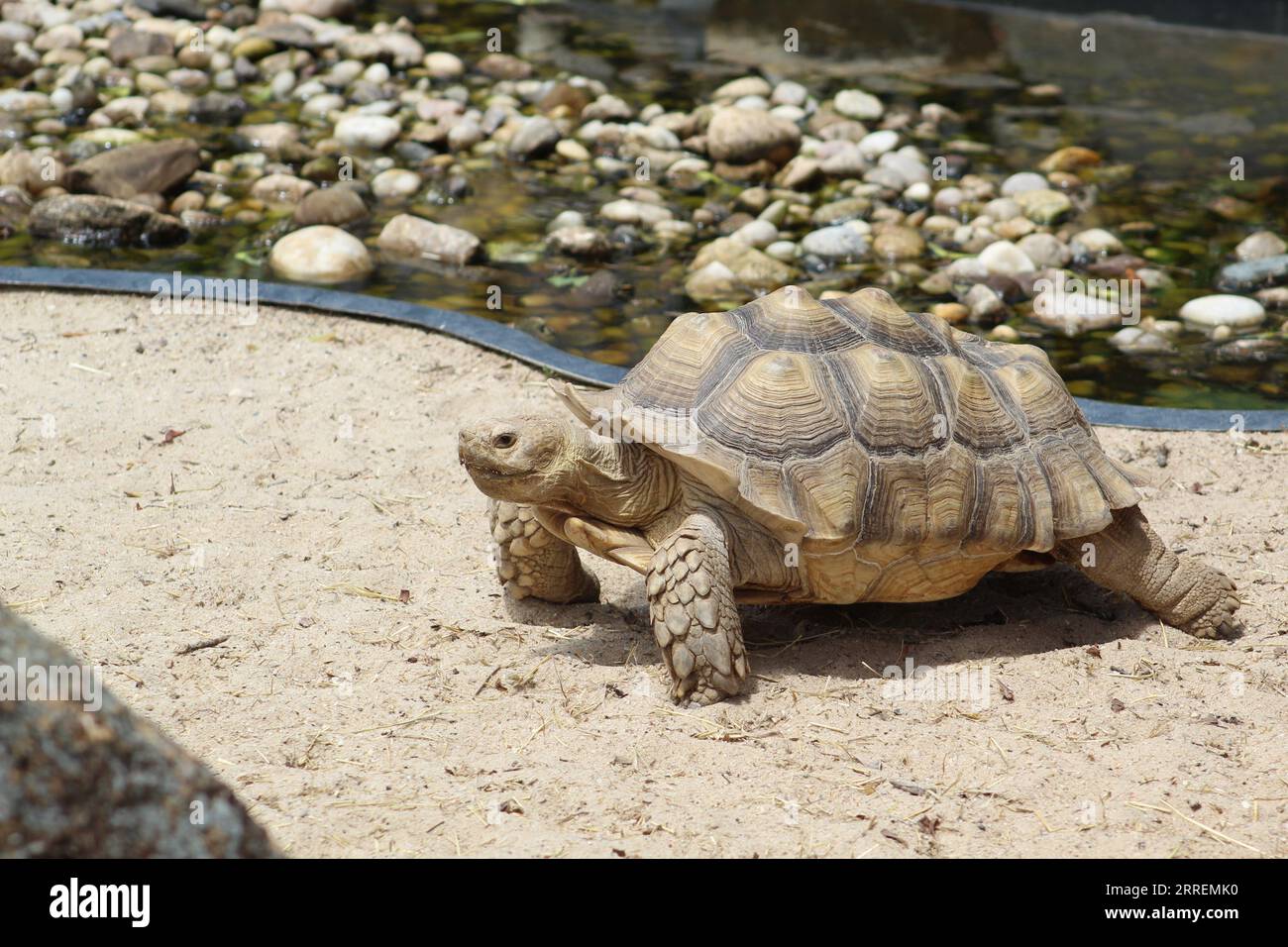 Turtoise in the sun hi-res stock photography and images - Alamy