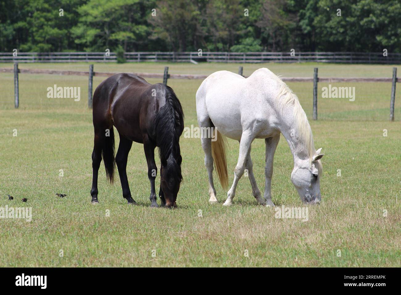 Arabian horse stables hi-res stock photography and images - Alamy