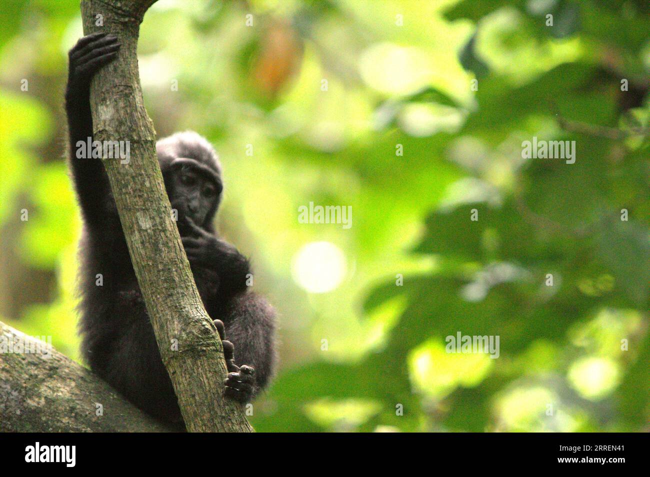 Primate conservation approach hi-res stock photography and images - Alamy