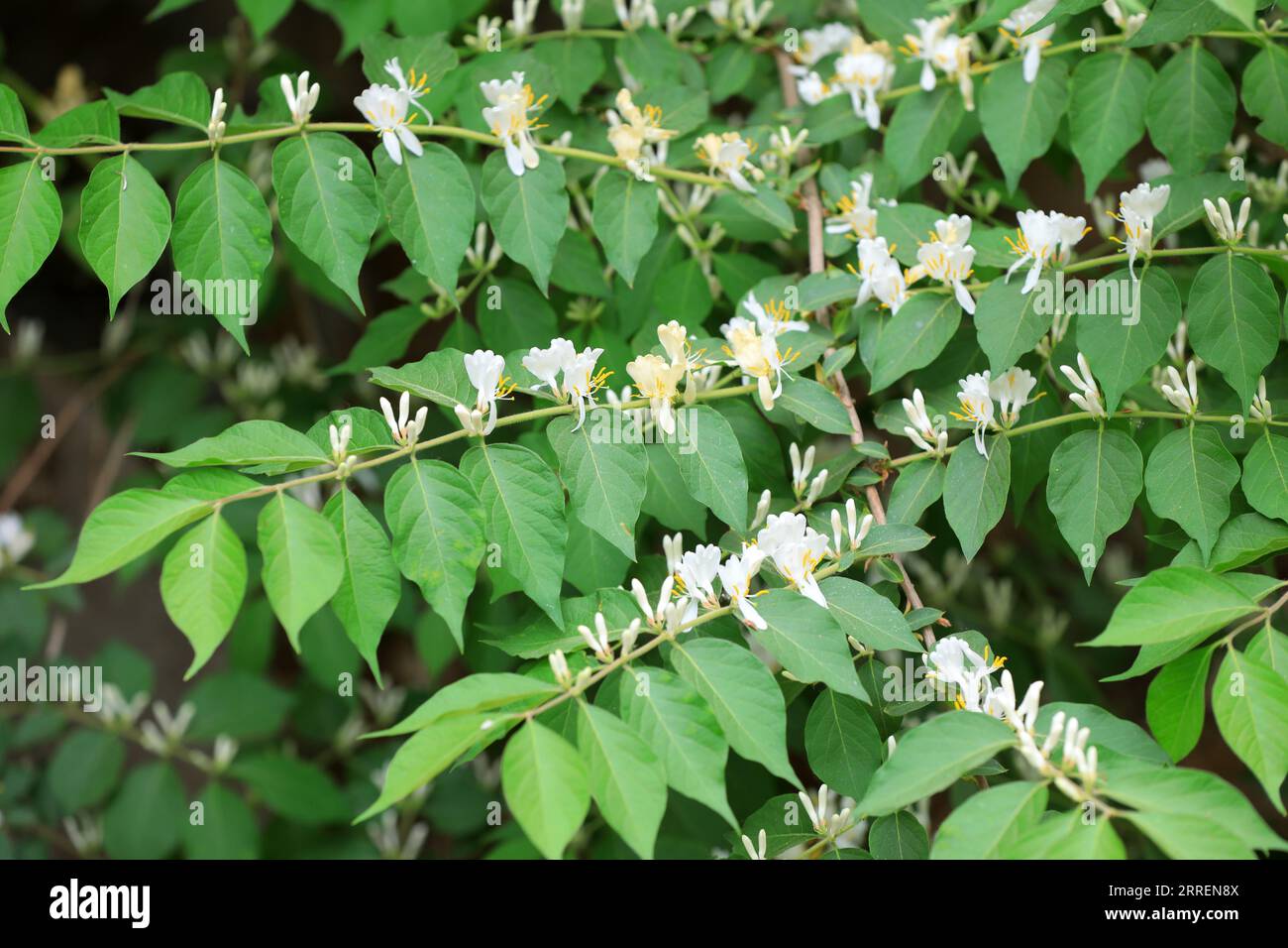 Medicinal plant honeysuckle in the park, North China Stock Photo - Alamy