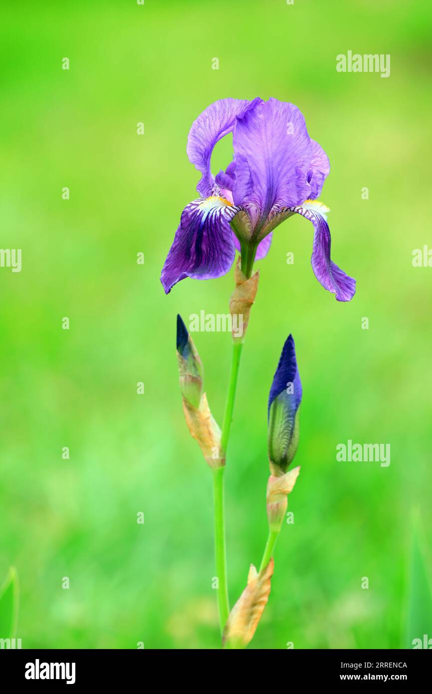 Iris flowers in botanical garden, North China Stock Photo - Alamy